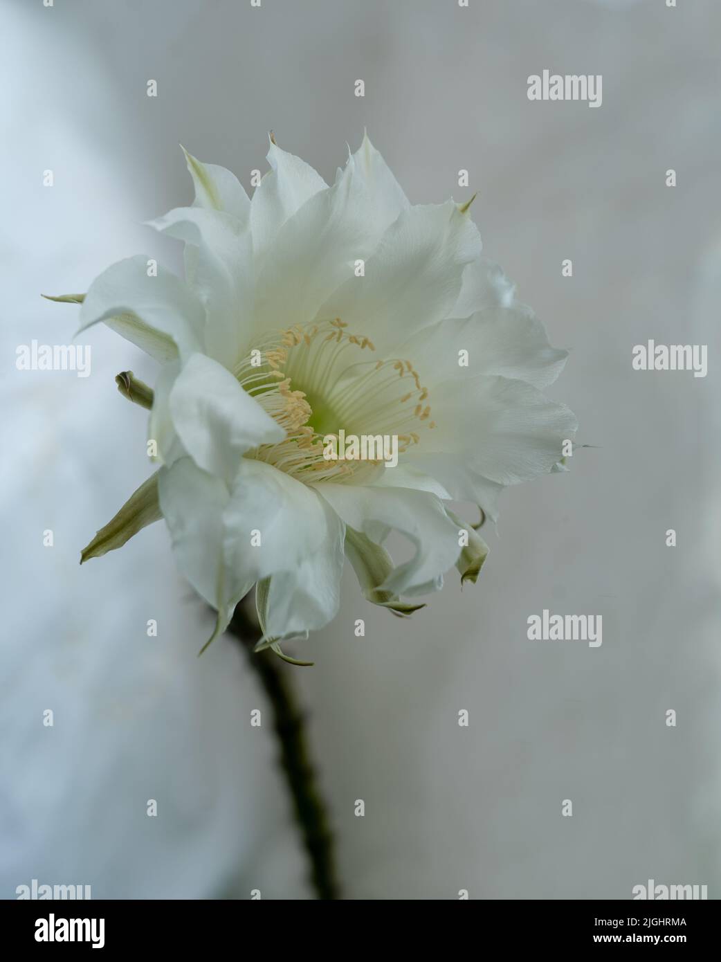 Hurah hi-res stock photography and images - Alamy