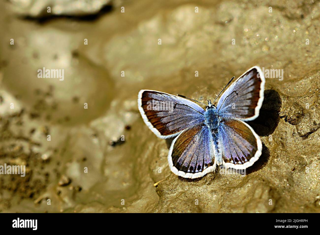 Plebejus argus or small snout butterfly, is a species of butterfly of ...