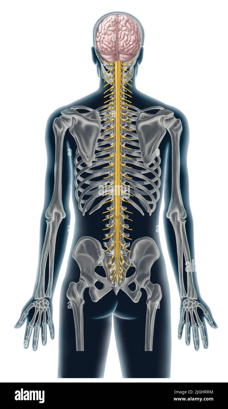 Spinal canal, spinal cord and nerves Stock Photo - Alamy
