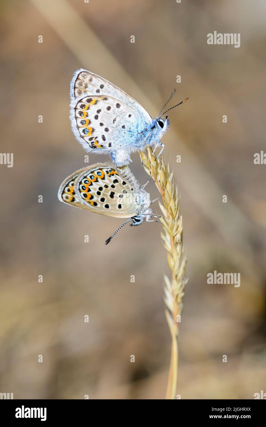 Plebejus argus or small snout butterfly, is a species of butterfly of ...