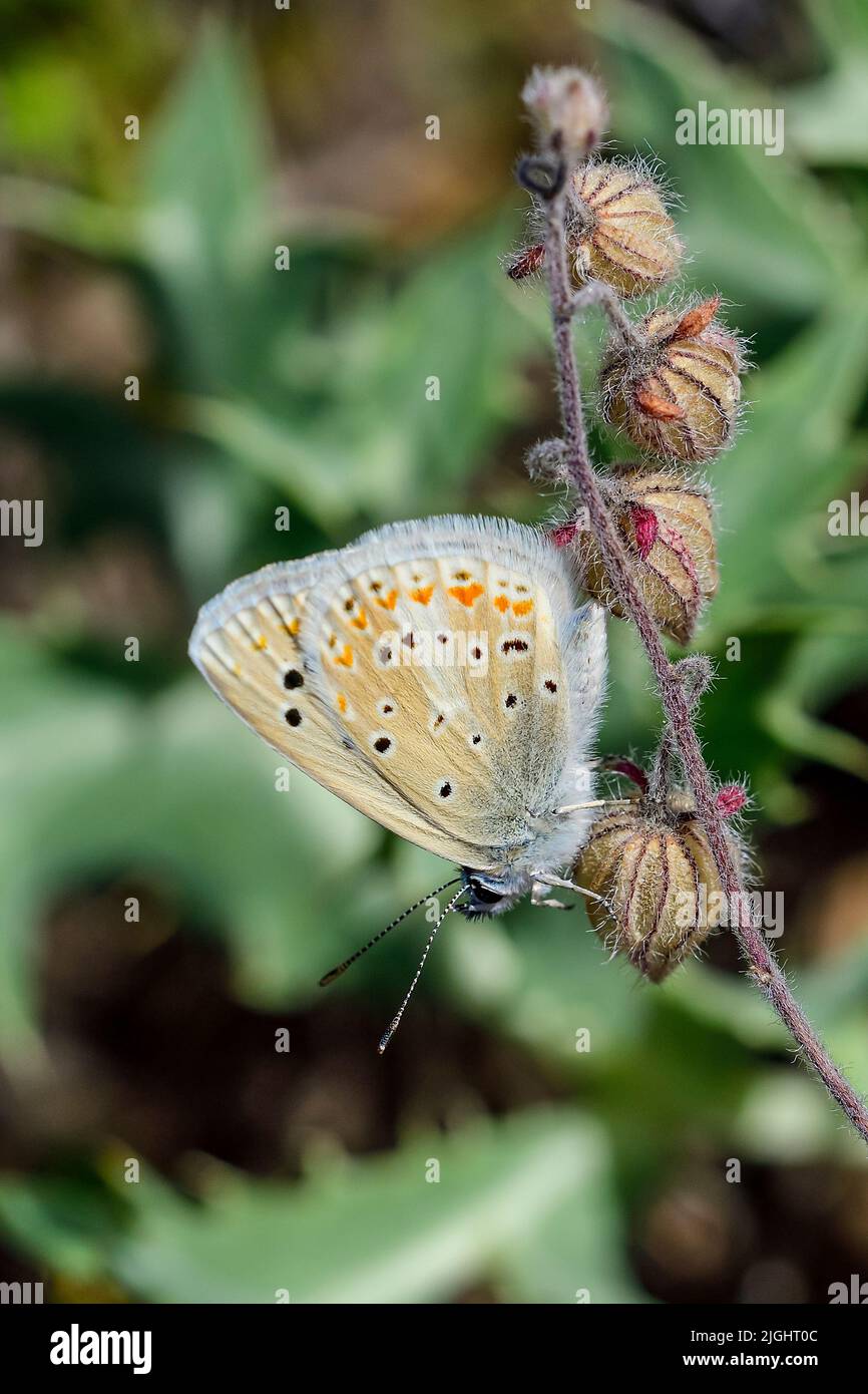 Polyommatus icarus or icarus butterfly, is a species of Lepidoptera ...