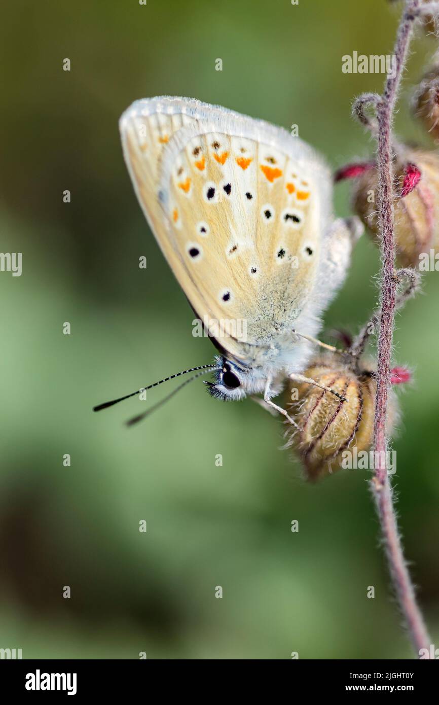 Polyommatus icarus or icarus butterfly, is a species of Lepidoptera ...