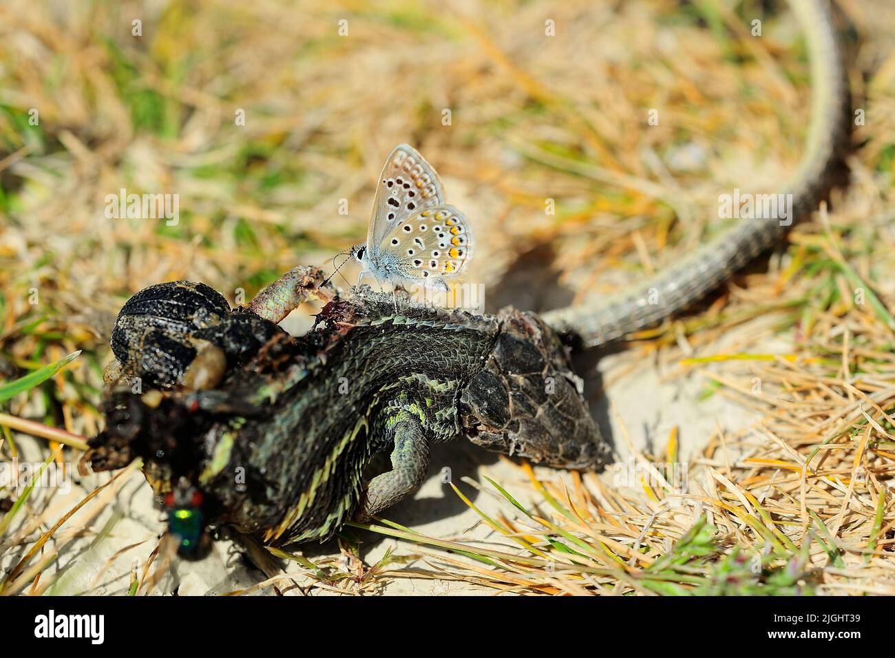Polyommatus icarus or icarus butterfly, is a species of Lepidoptera ...