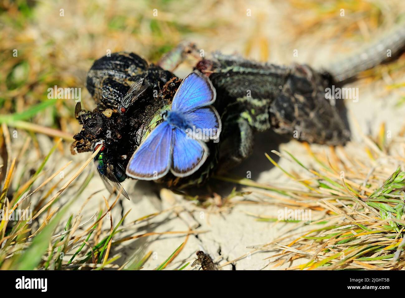 Polyommatus icarus or icarus butterfly, is a species of Lepidoptera ...