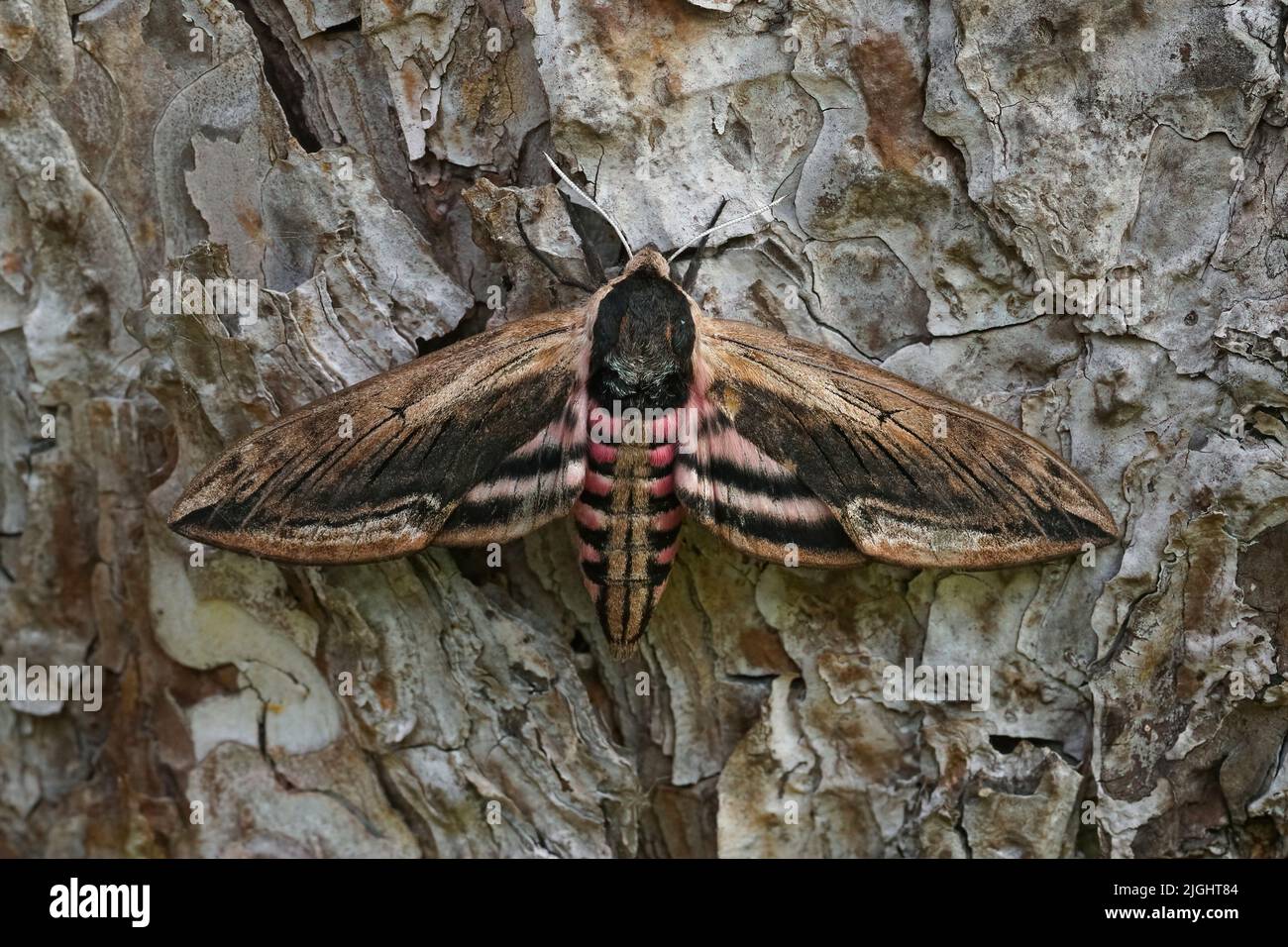 Closeup on the large Privet hawk-moth ,Sphinx pinastri sitting with ...