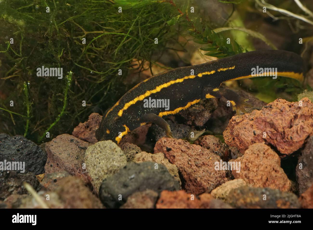 Closeup on an aquatic subadult of endangered Japansese Riu Kiu sword ...