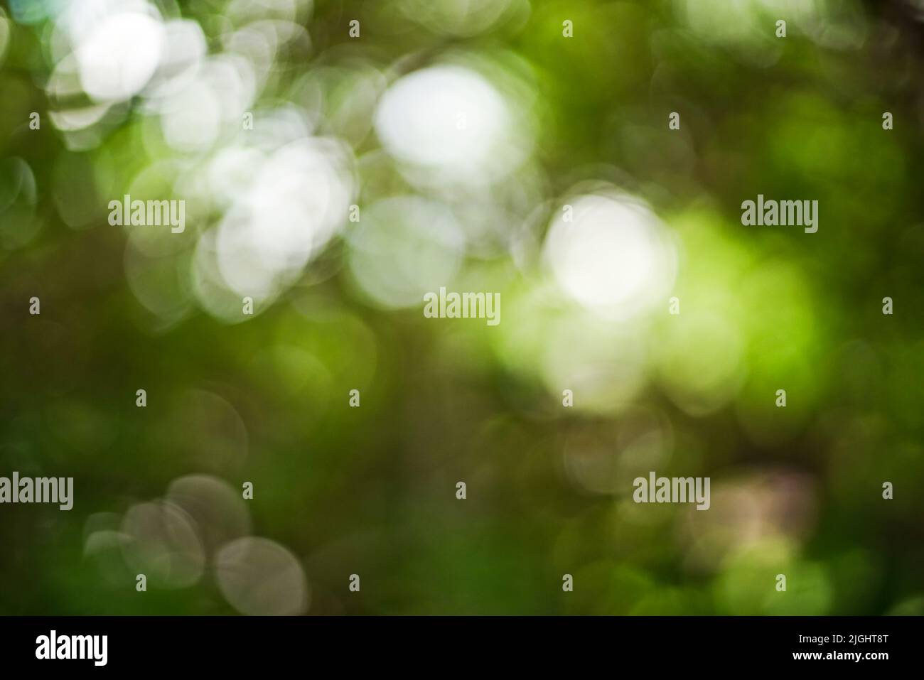 A green and white bokeh lights background in nature Stock Photo - Alamy