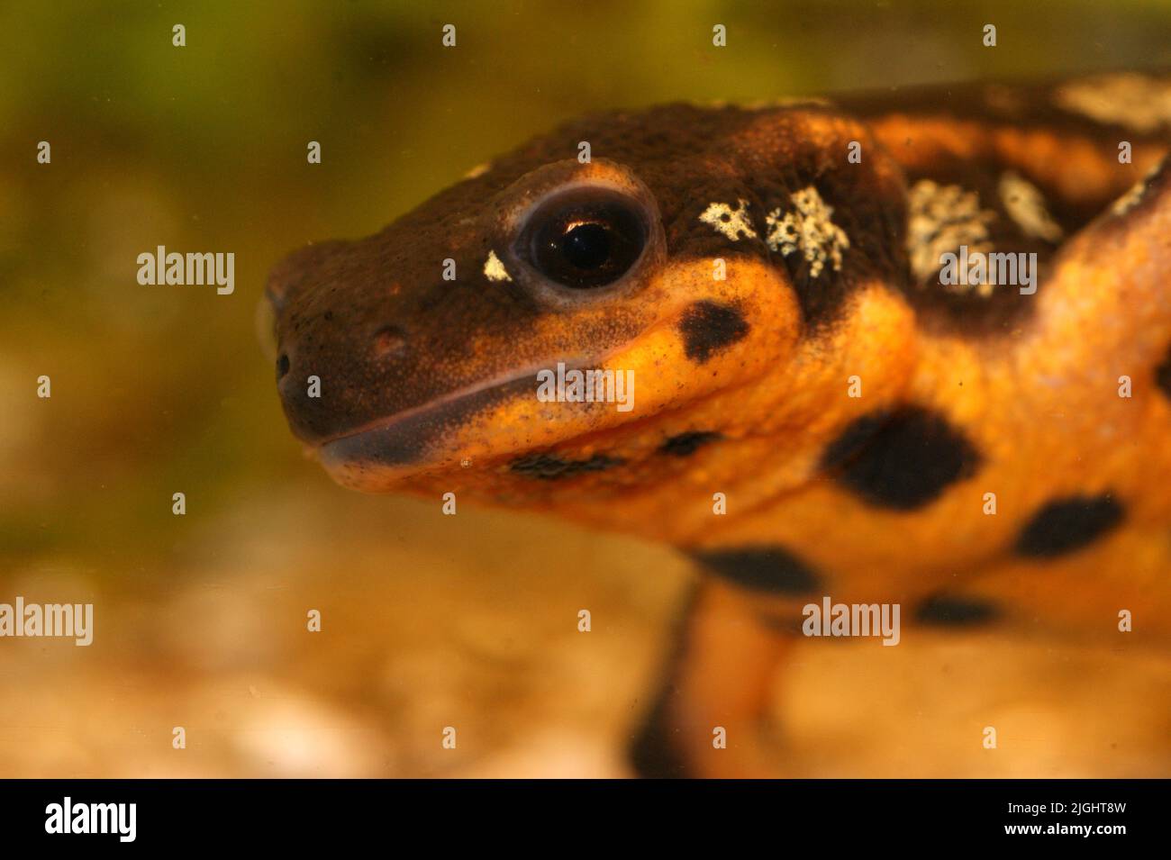 Closeup on a colorful Japanese sword-tailed firebellied newt, Cynops ...