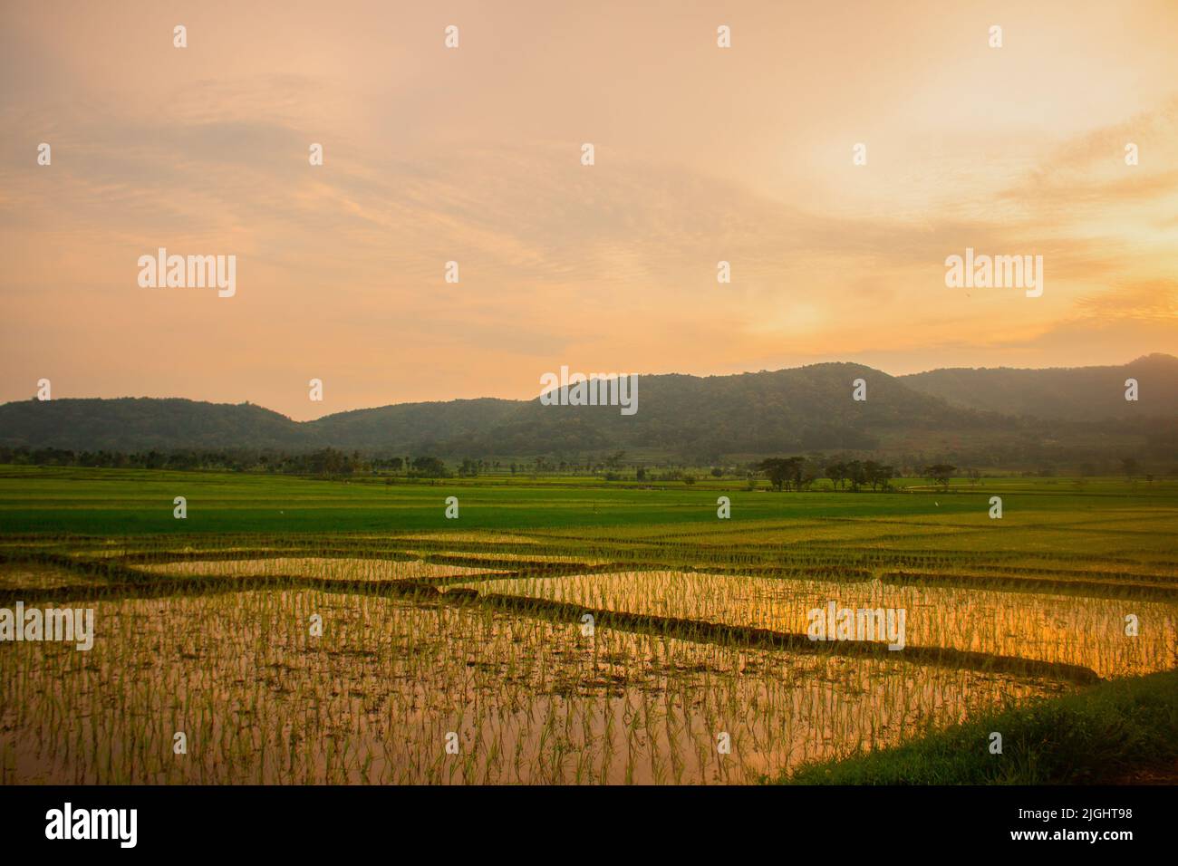 Fresh planted rice seedlings in reflecting water of a rice field in ...