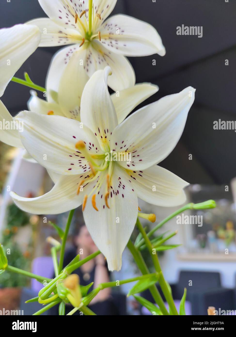 A vertical closeup of white Golden-rayed lily on blur background Stock ...
