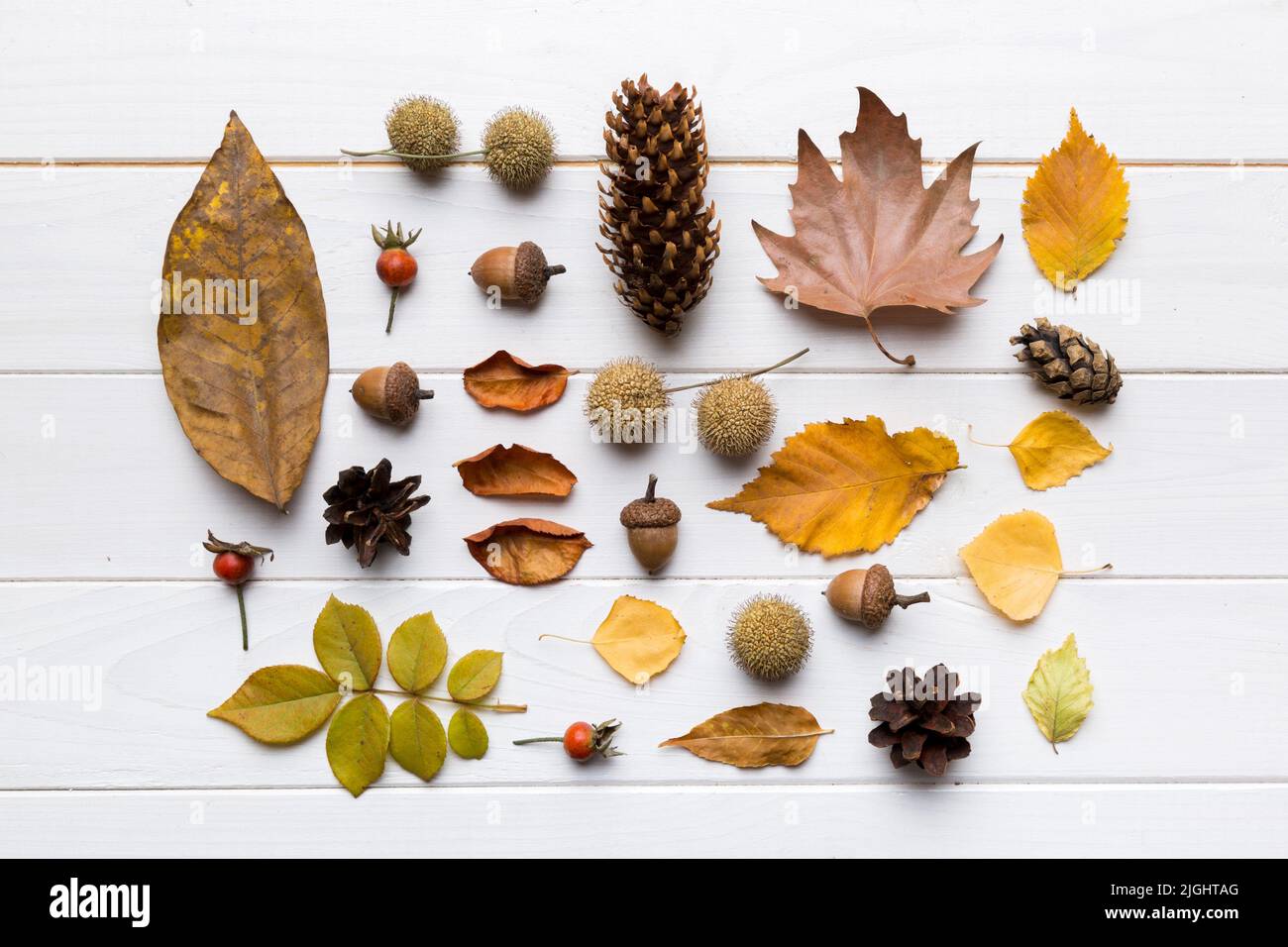 Autumn composition. Pattern made of dried leaves and other design ...