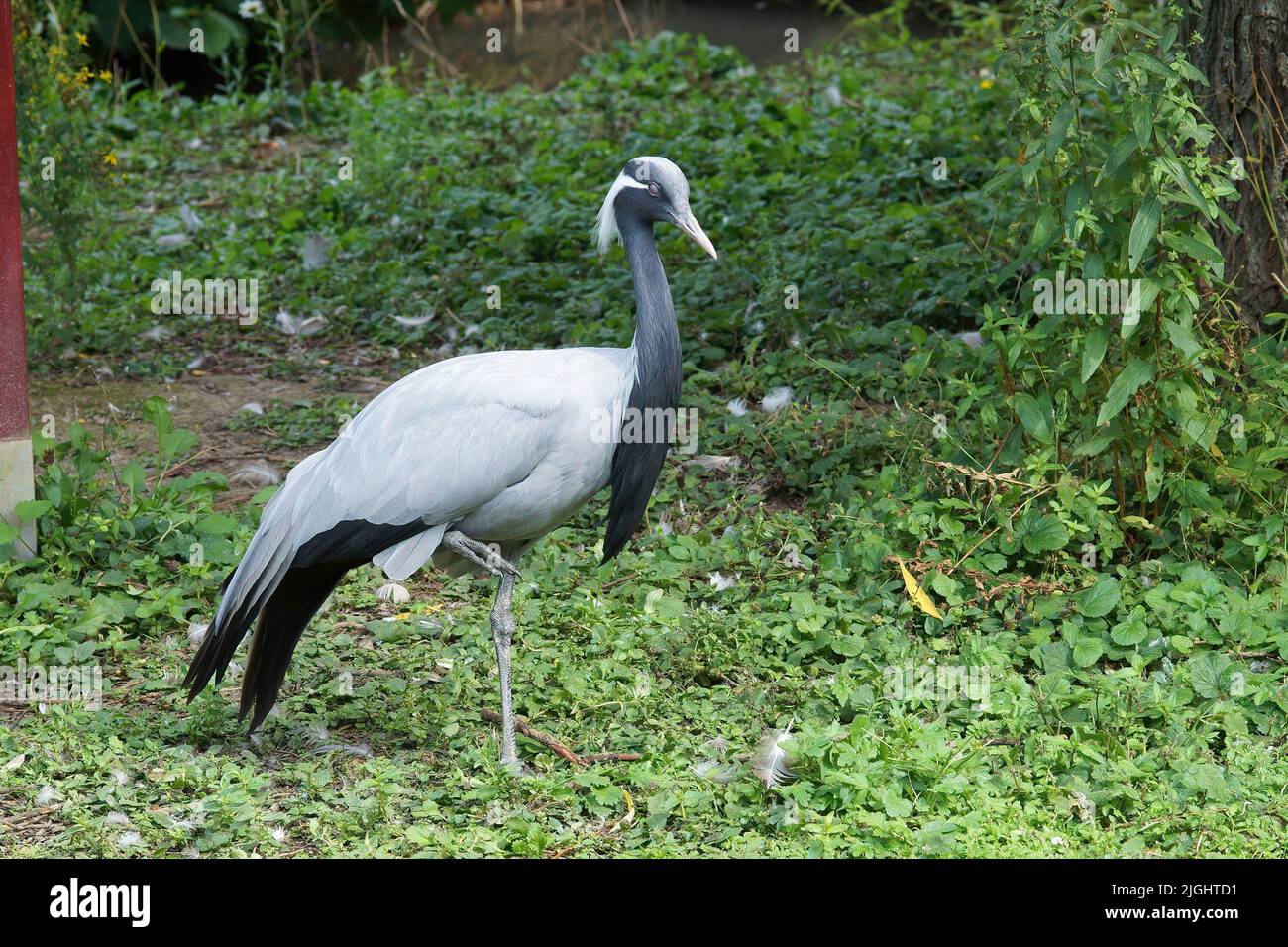 Closeup on the Asian black-necked crane , Grus nigricollis at Parc ...