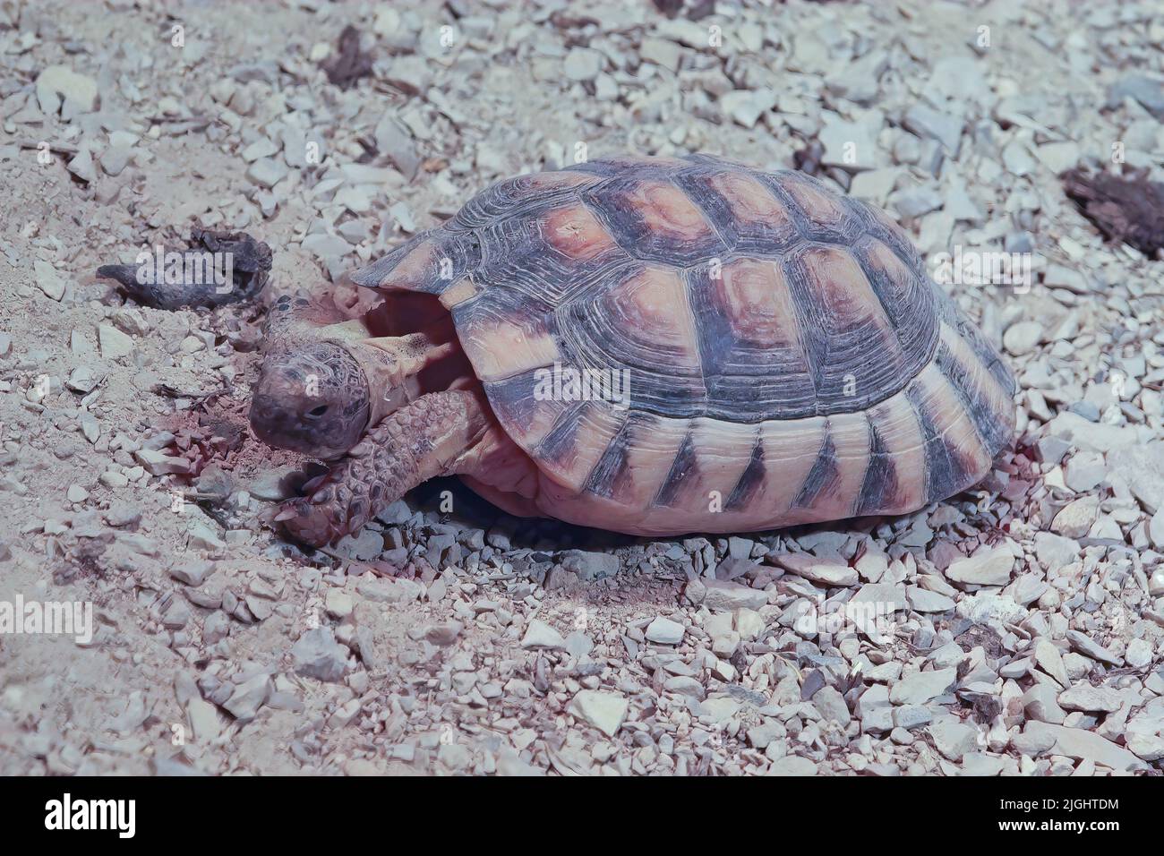Closeup on the endangered and protected Marginated tortoise, Testudo ...