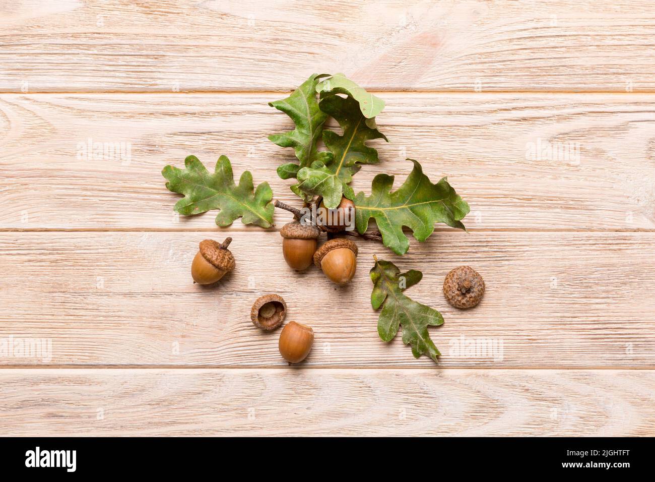 Branch with green oak tree leaves and acorns on colored background ...