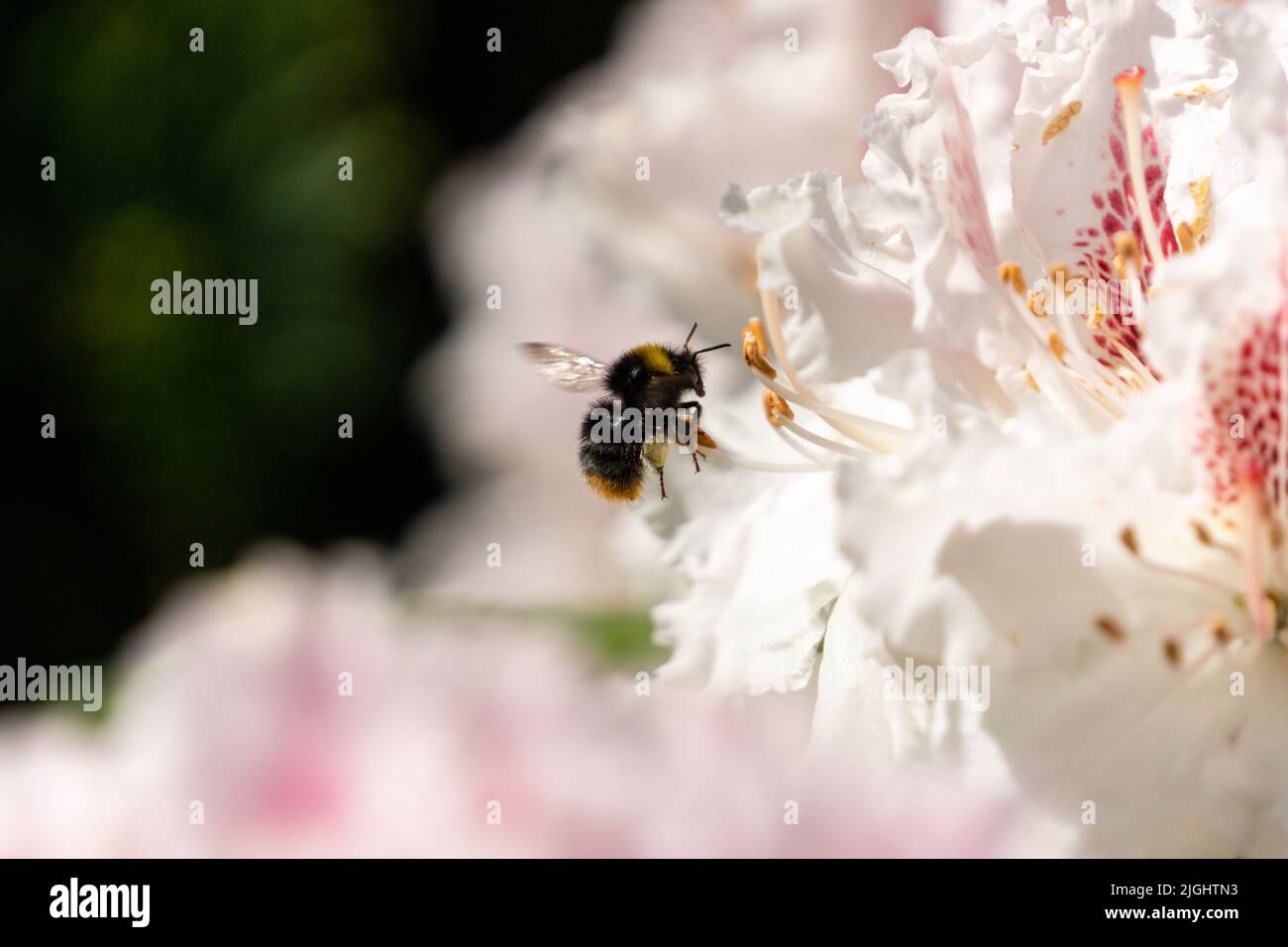 Large bumblebee flies flower nectar hi-res stock photography and images ...
