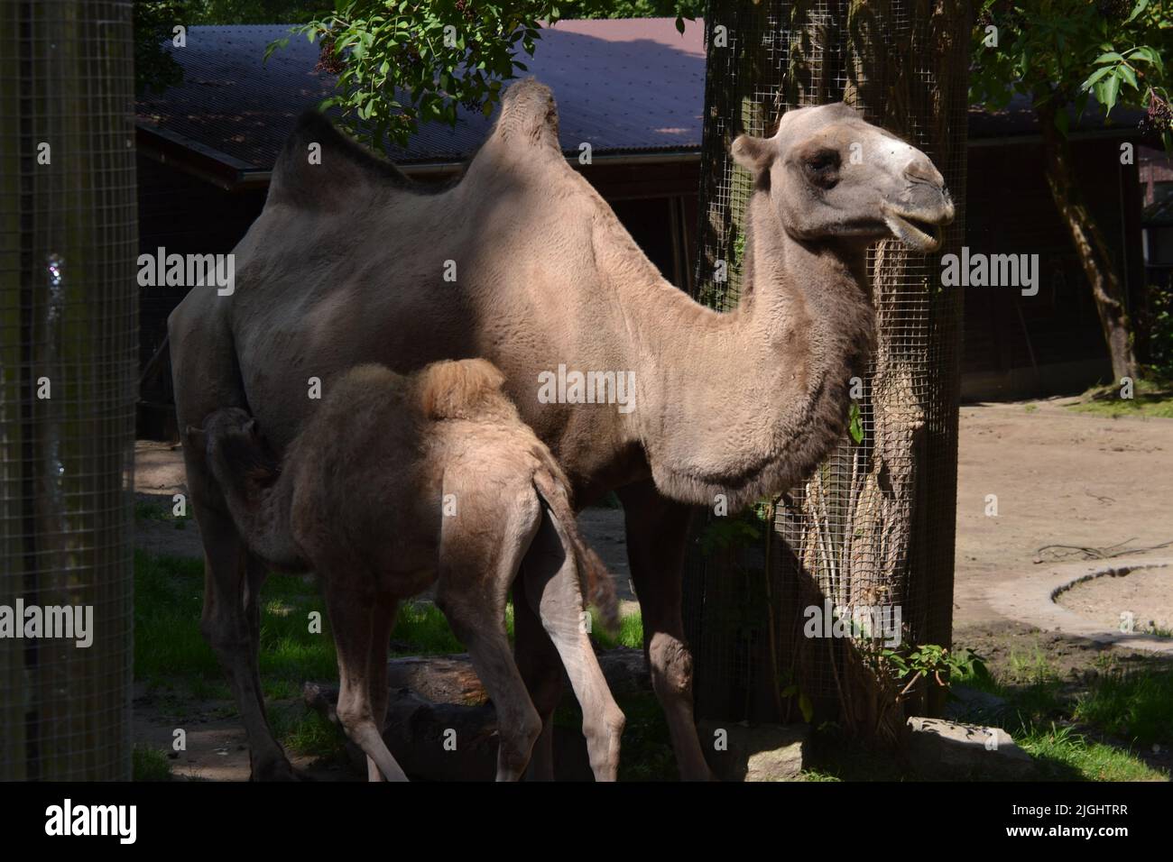 A mother and baby Bactrian camels (Camelus bactrianus) in the zoo Stock ...