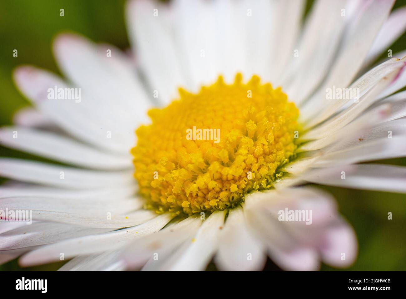 A fully bloomed daisy flower in a garden Stock Photo - Alamy
