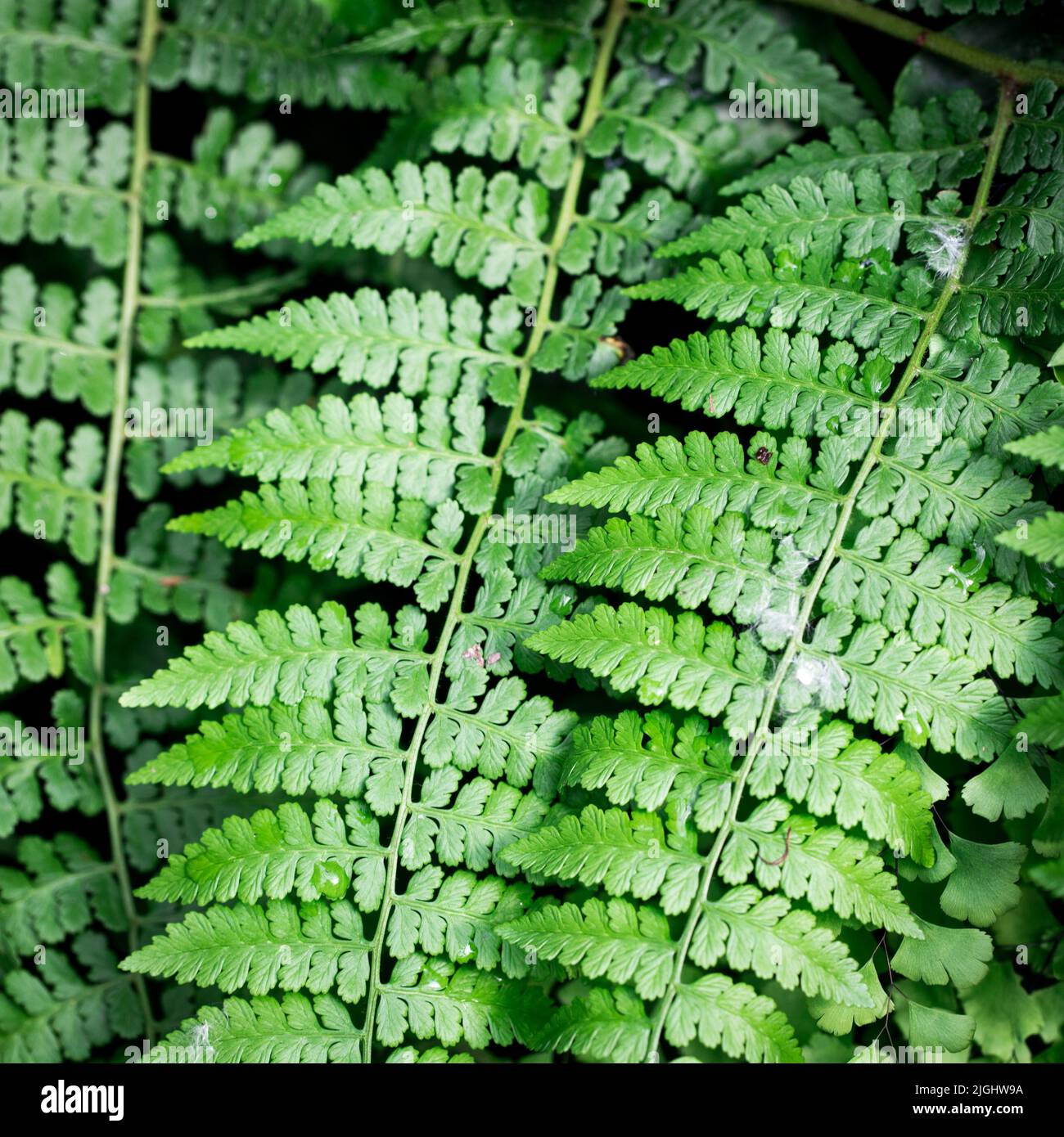 Texture of green fern leaves, Hypolepis. Natural background. Close-up ...