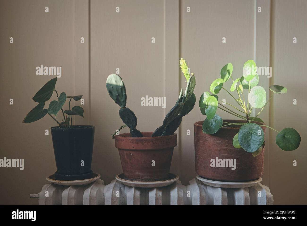 Radiator plants hi-res stock photography and images - Alamy