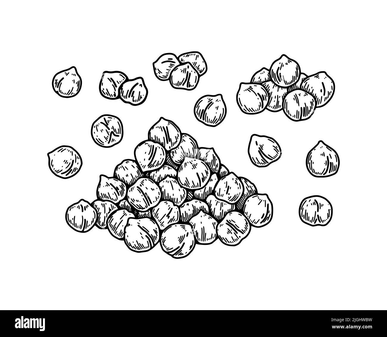 Hand drawn chickpeas beans. Botany vector illustration in sketch style ...