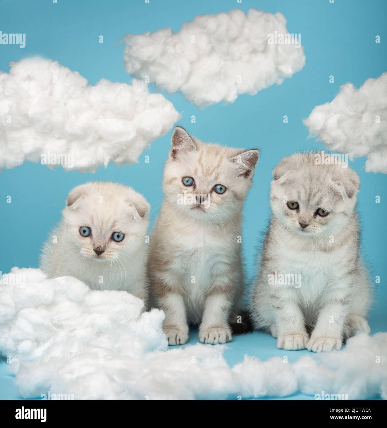Three cute striped kittens of Scottish breed beige cream color with a ...