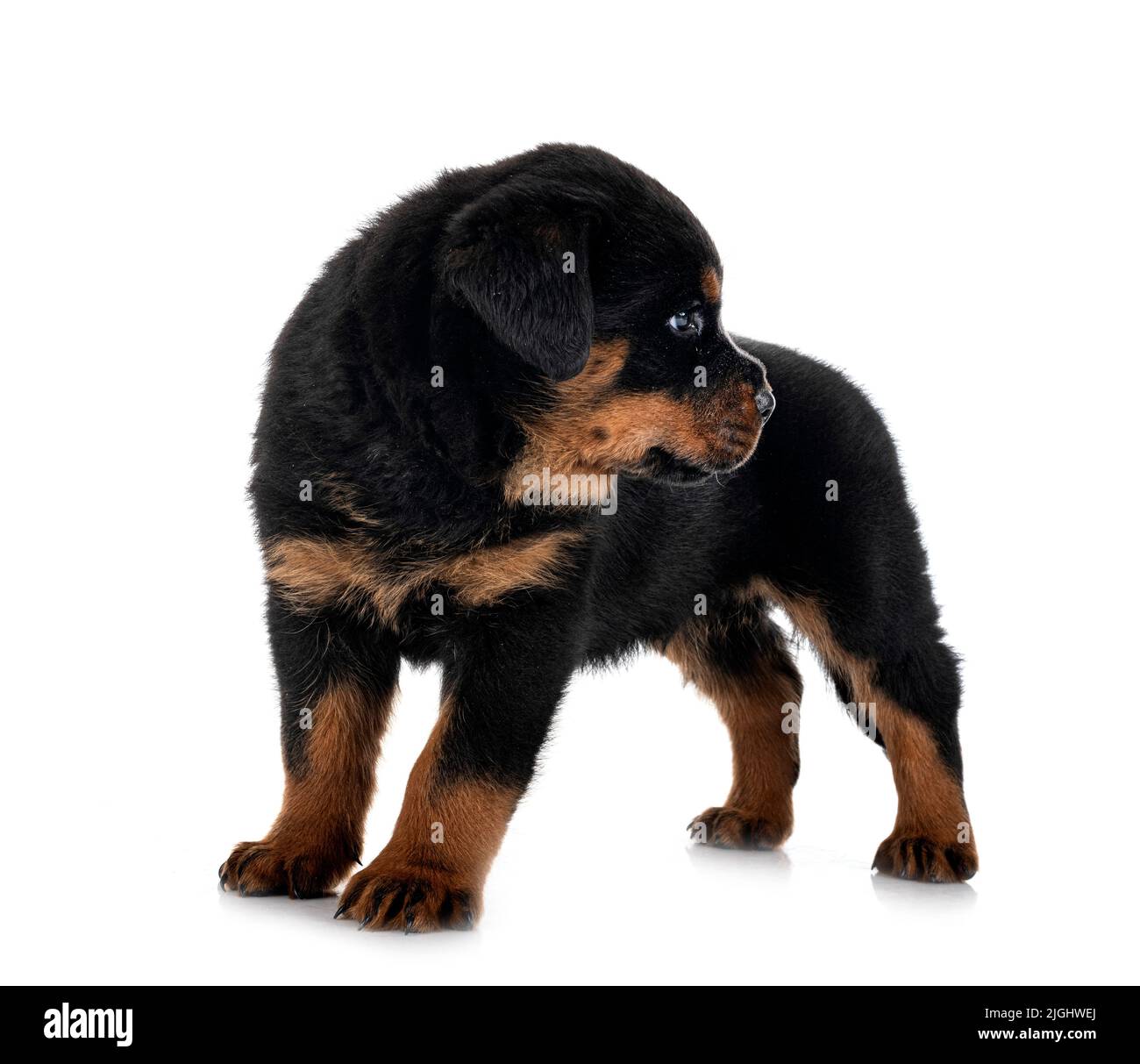 puppy purebred rottweiler in front of white background Stock Photo - Alamy