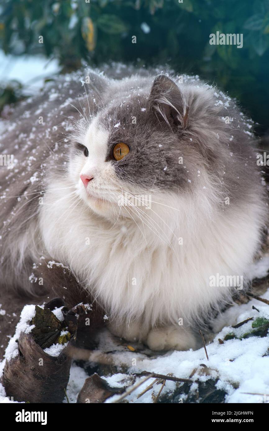 Funny kitten is surprised of the falling snow in winter. Cat walks in ...