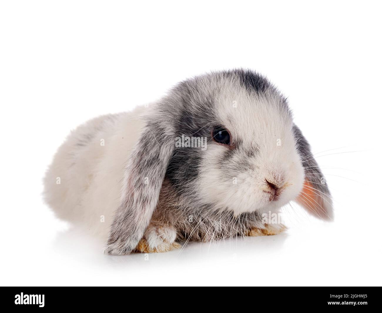 mini lop in front of white background Stock Photo - Alamy