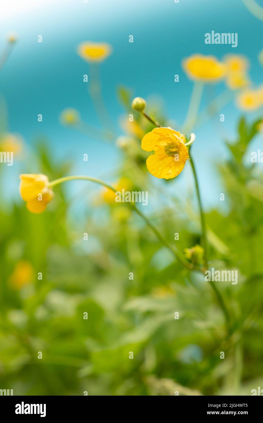 Plant blooming flowers hi-res stock photography and images - Alamy