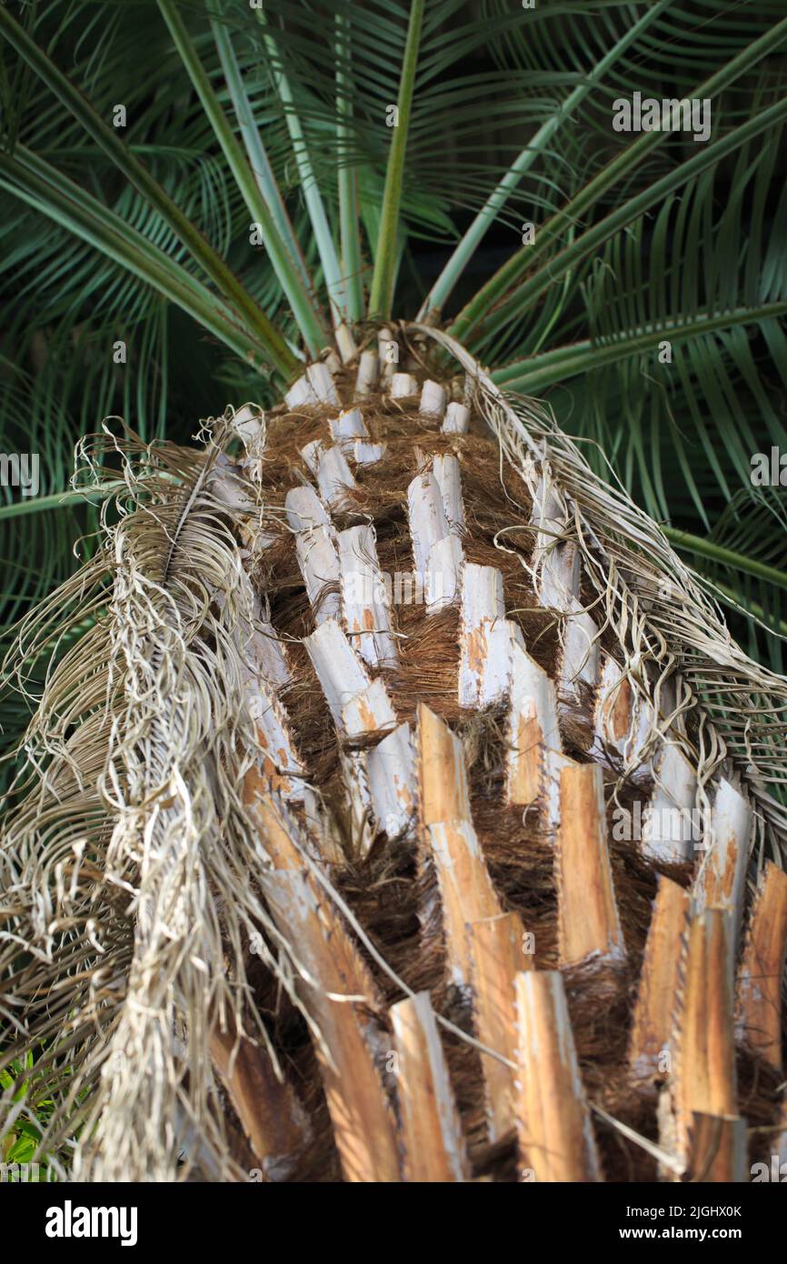 Palm tree bottom view. Nice slender trunk. Natural background Stock ...