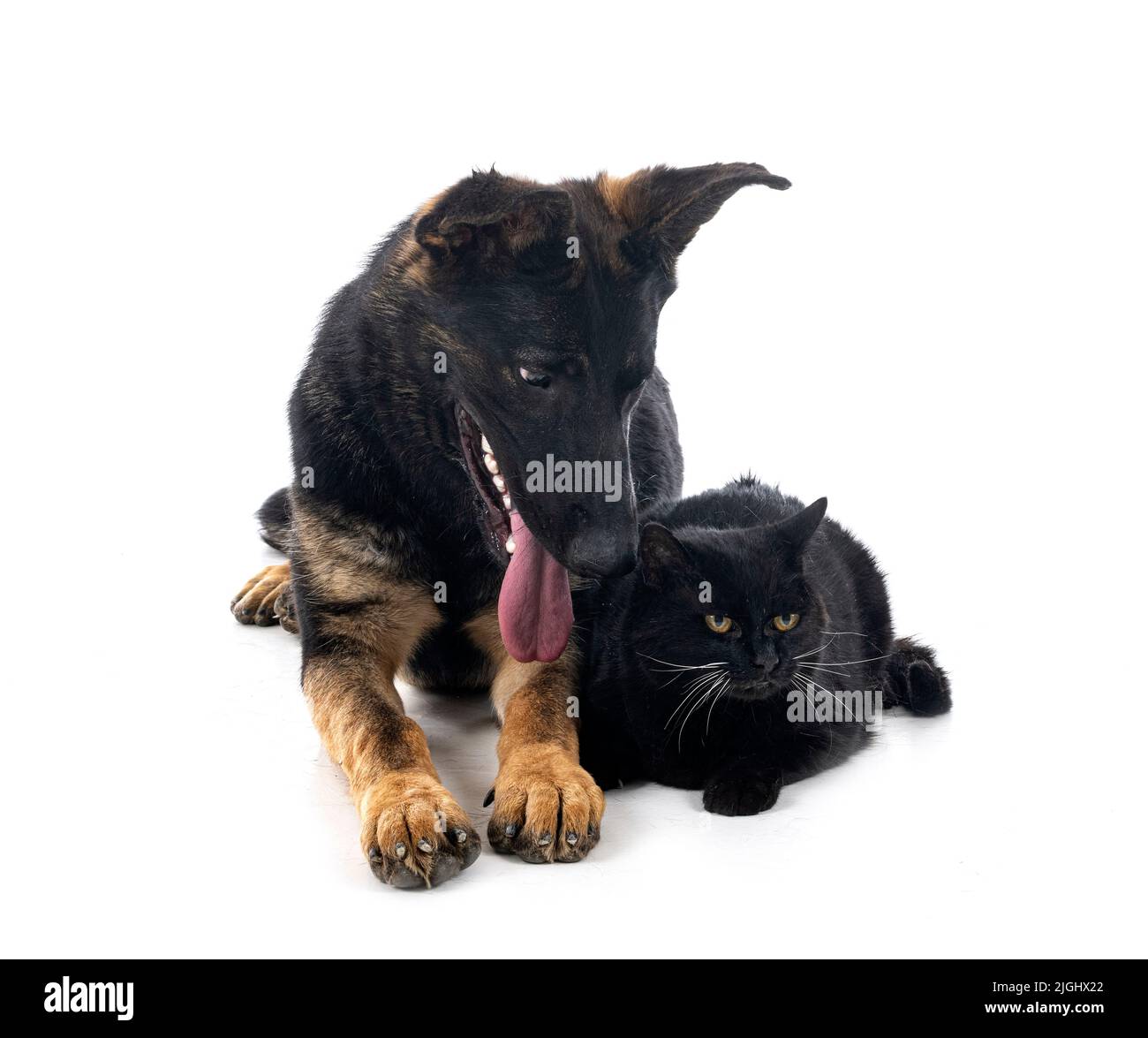 young german shepherd and cat in front of white background Stock Photo ...