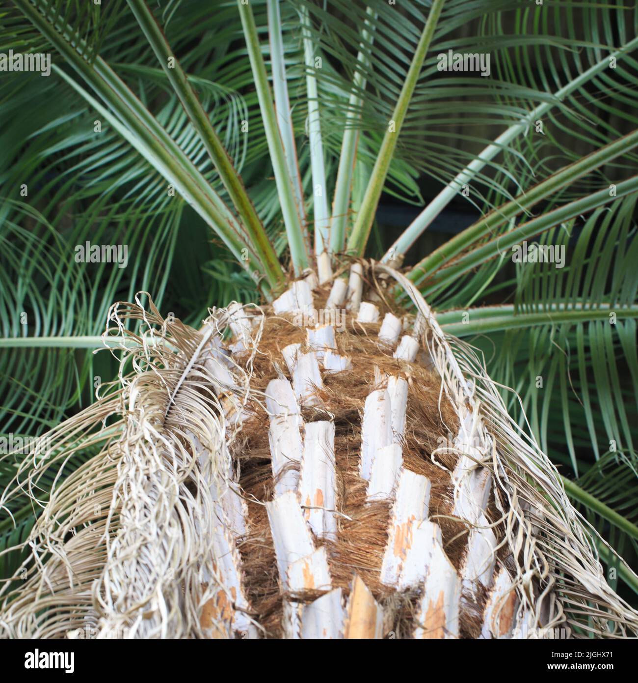 Palm tree bottom view. Nice slender trunk. Natural background Stock ...