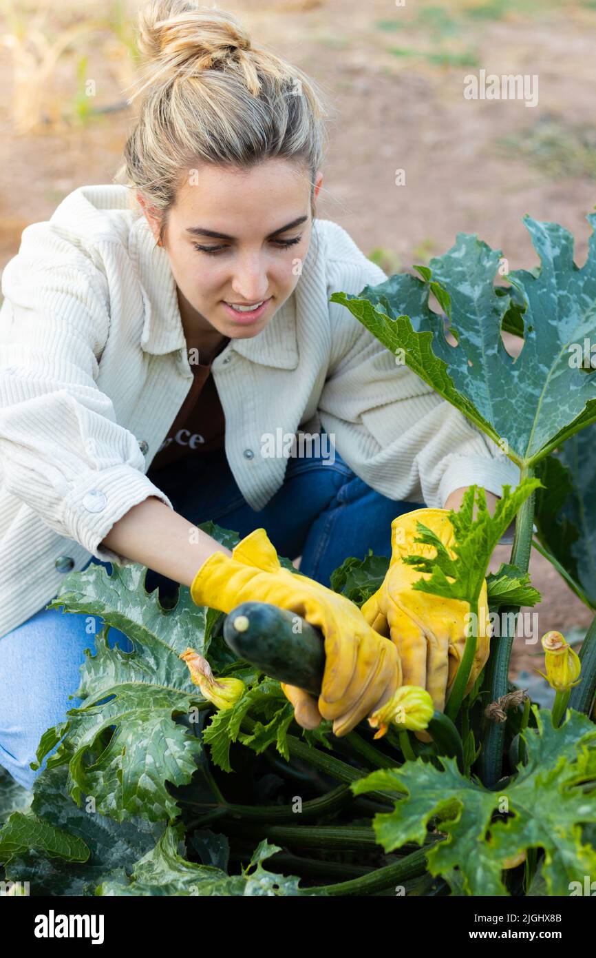 Young woman gardener taking fresh zucchini from the plant with gloves ...