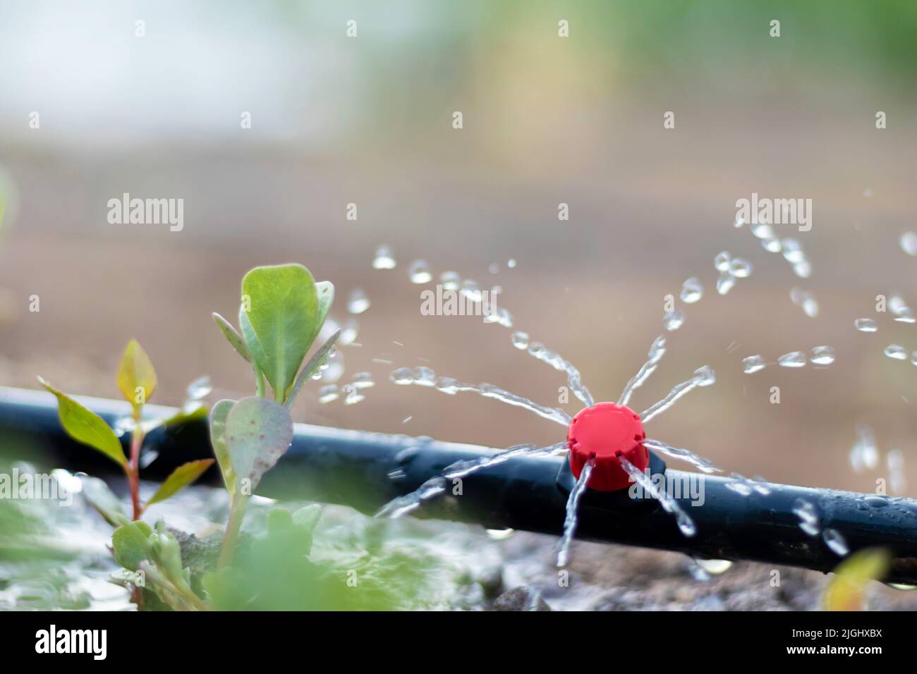 Close up view of drip irrigation pipe puring water into the plantation ...
