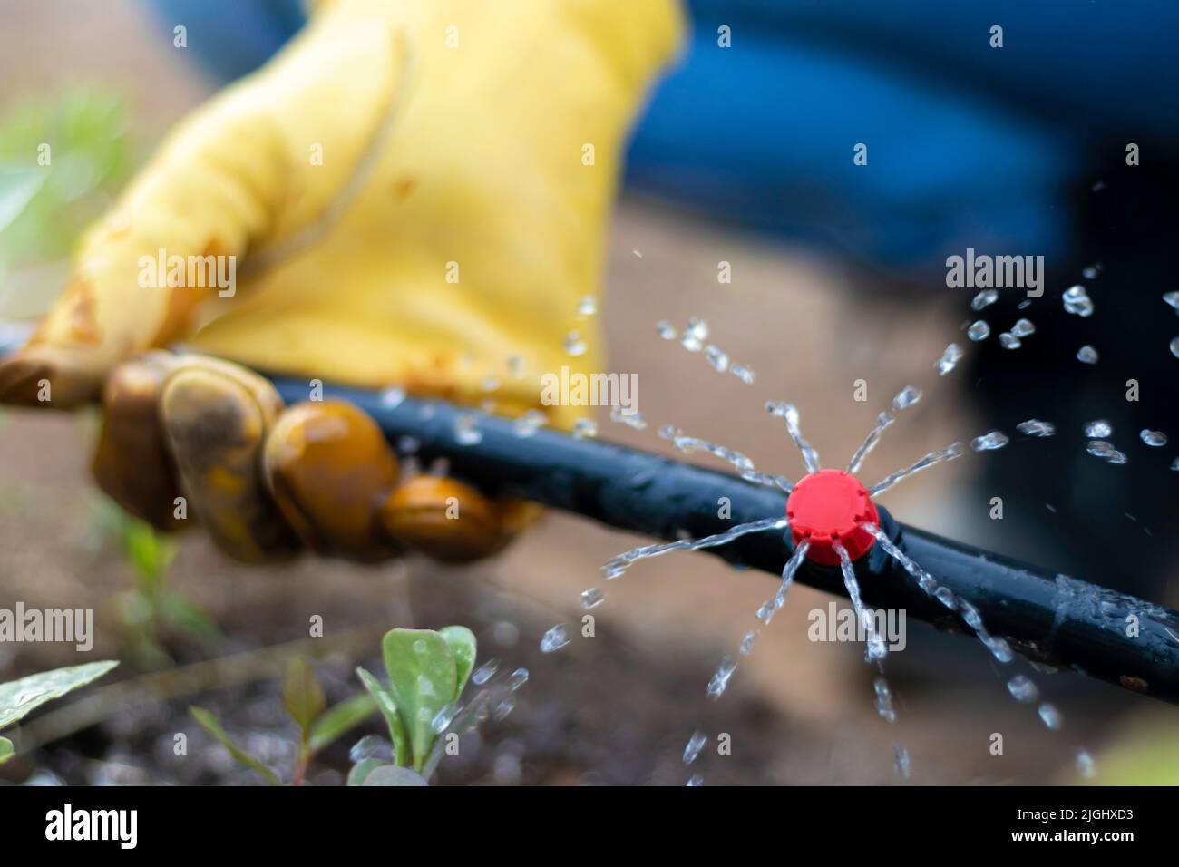 Hand sprout water pour drop hi-res stock photography and images - Alamy