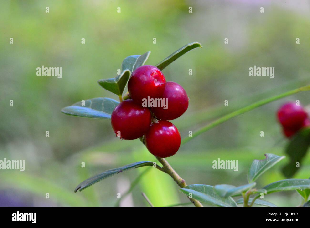 Ripe red cranberries in the woods on a green stem. Shallow depth of ...