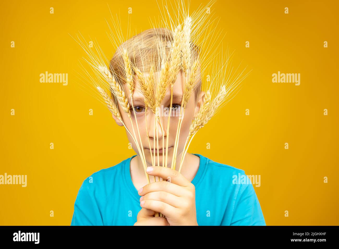 a boy on a yellow background put ears of wheat to his face and look ...