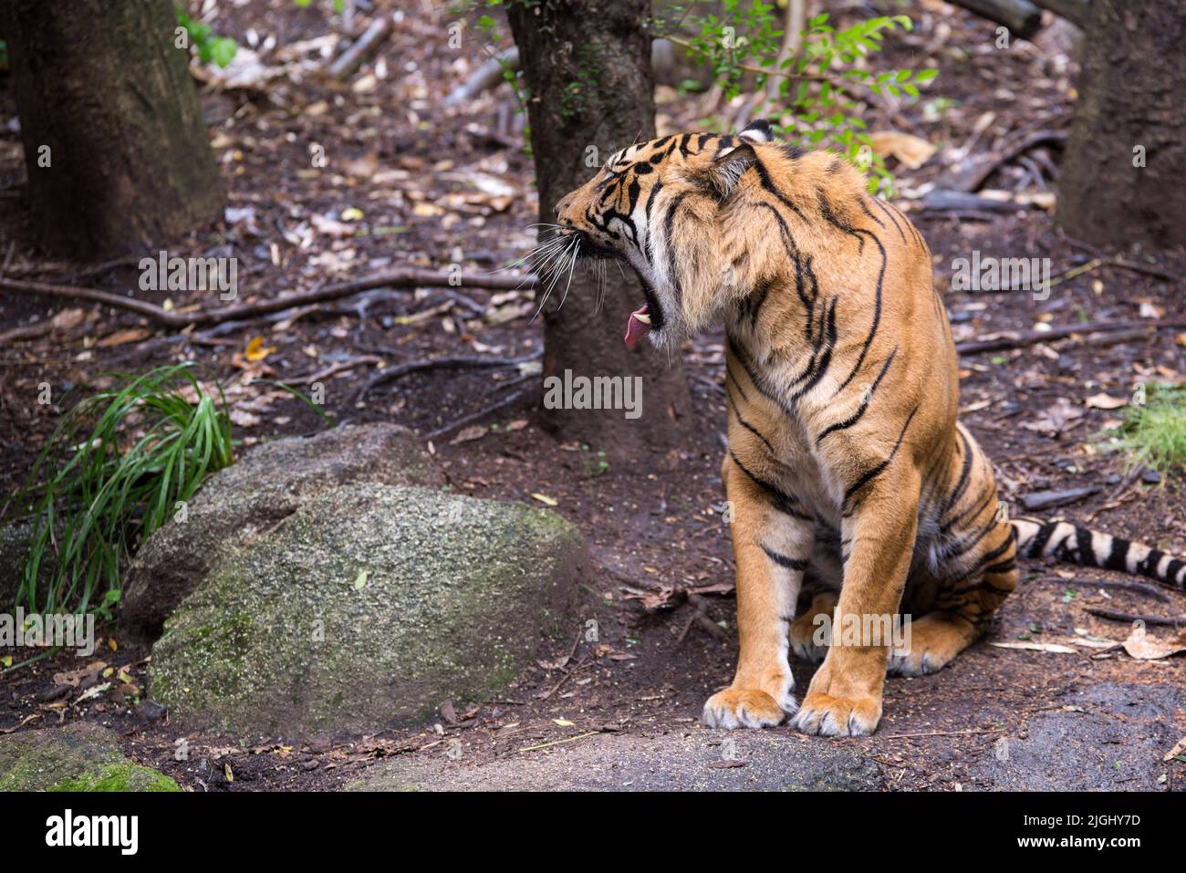 Tiger roar hi-res stock photography and images - Alamy