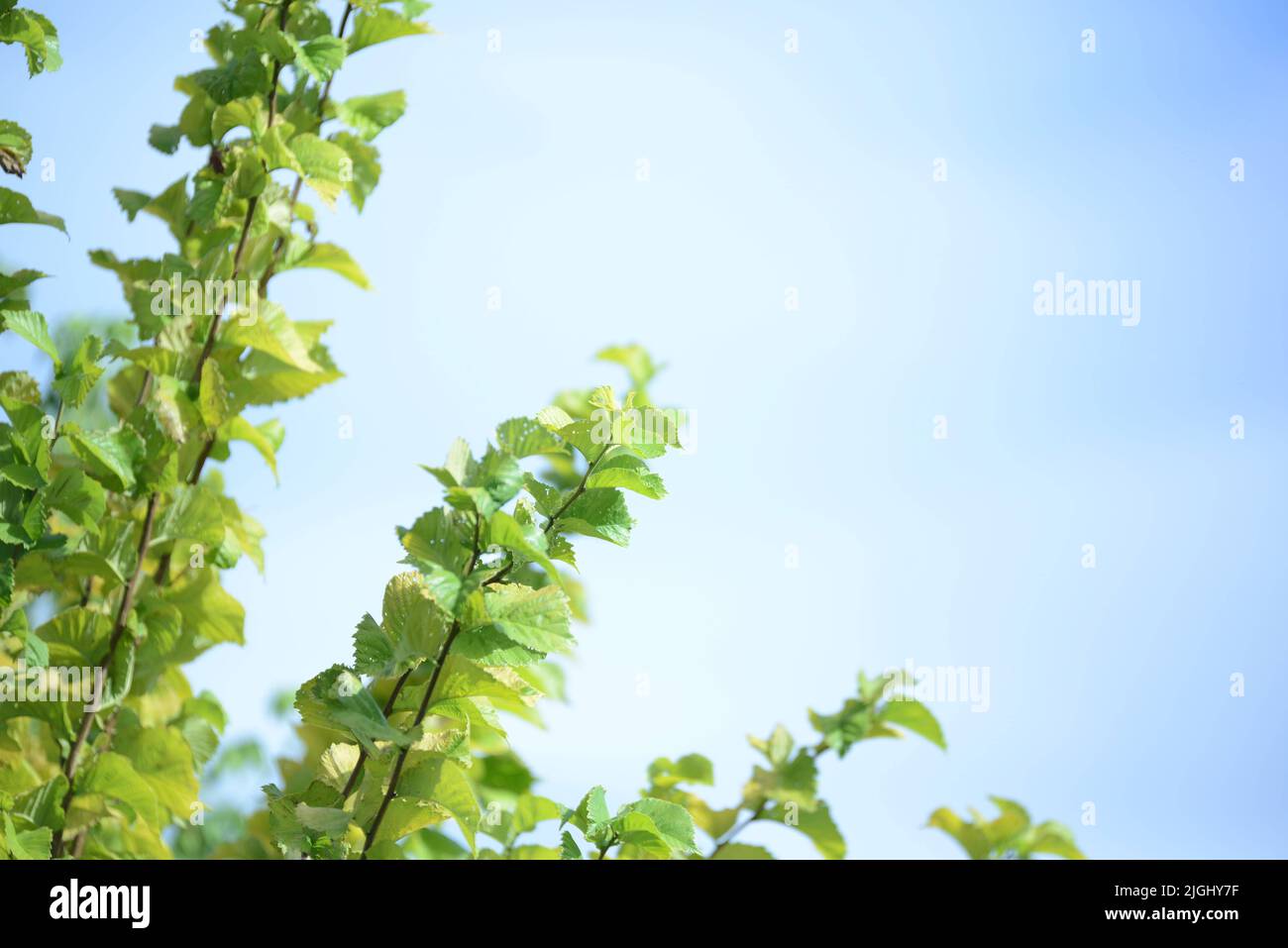 Sky Tree 2 Stock Photo - Alamy