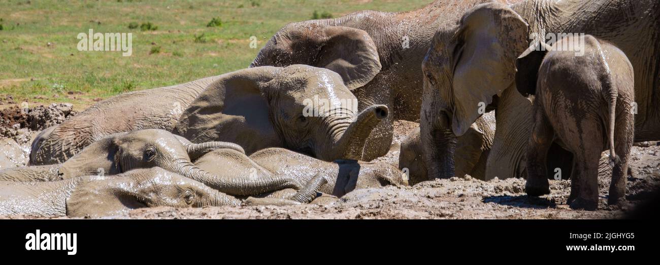 Elephants bathing, Addo Elephant Park South Africa, Family of Elephants ...