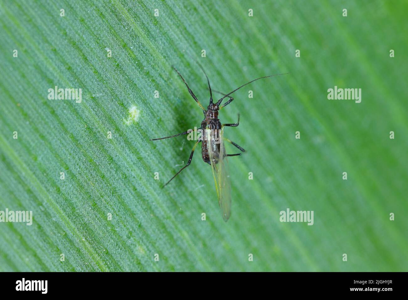 Parthenogenesis aphid hi-res stock photography and images - Alamy Parthenogenesis aphid hi-res stock photography and images - Alamy