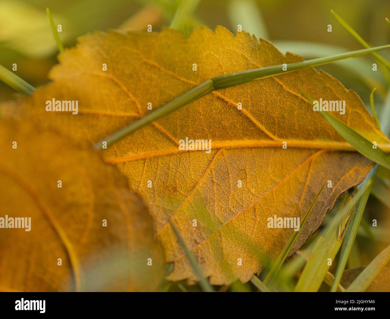 Colorful texture of autumn leaf. Autumn leaves everywhere on the ground ...