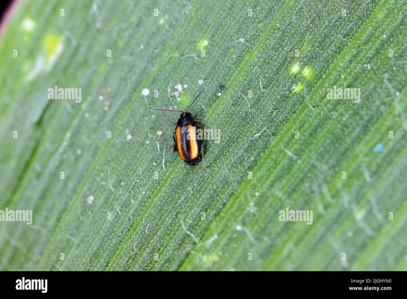 The flea beetle is a small, jumping beetle of the leaf beetle family ...