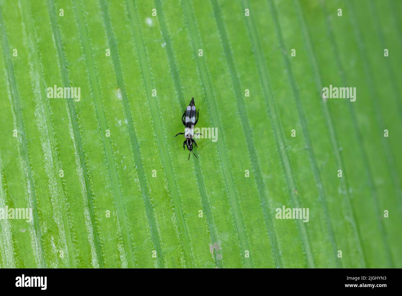 Thrips, order Thysanoptera, are tiny, slender insects with fringed ...