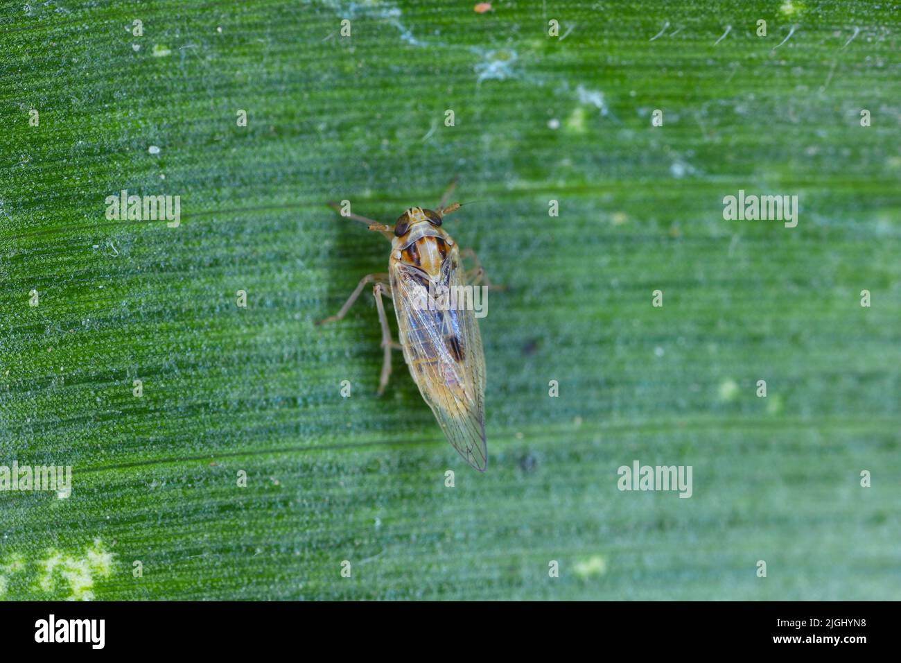 Tiny leafhopper - Laodelphax striatellus on a corn leaf Stock Photo - Alamy