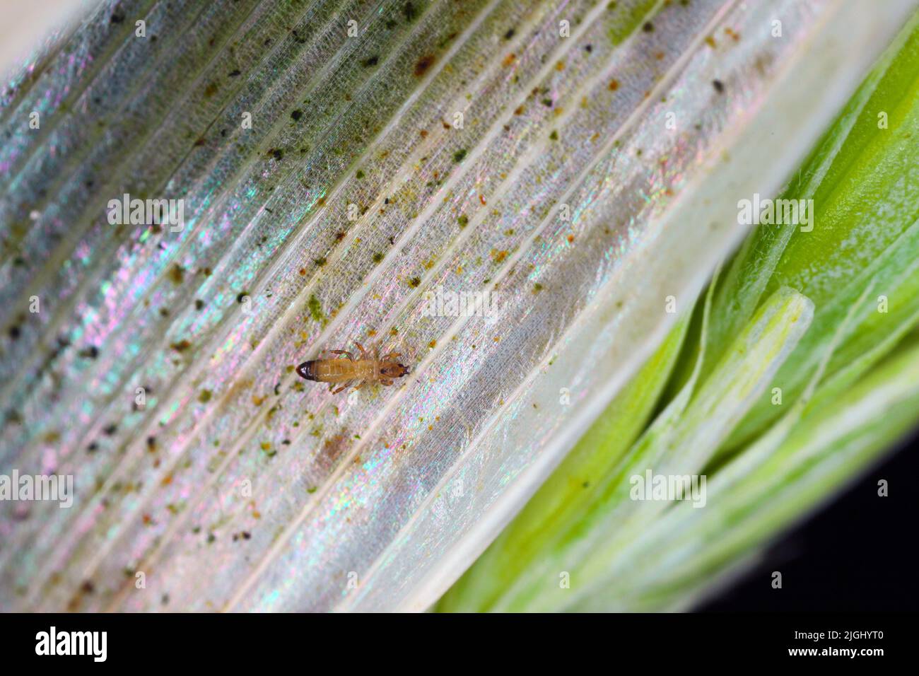 Thrips, order Thysanoptera, are tiny, slender insects with fringed ...