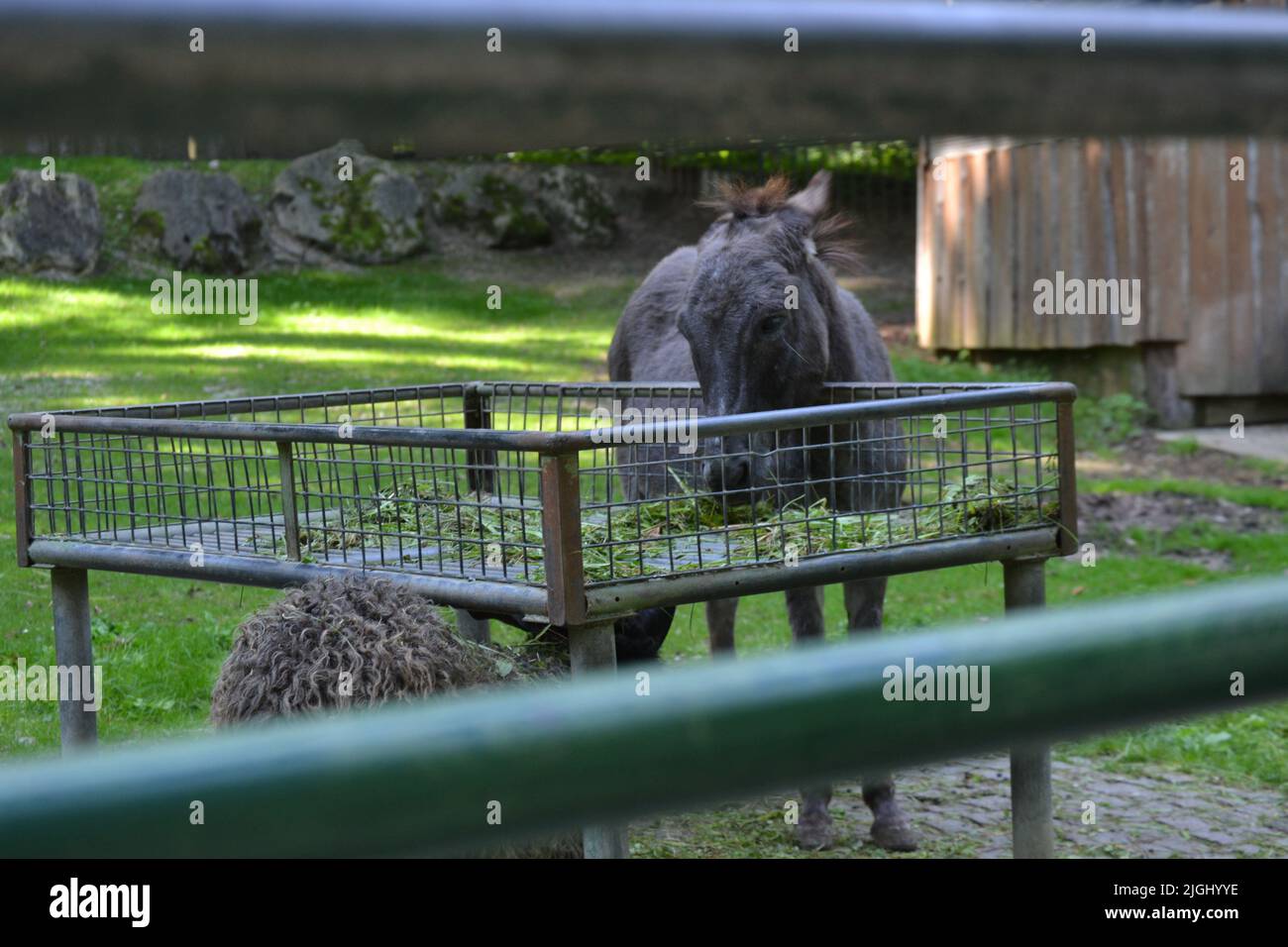 A domestic donkey (Equidae) in the zoo Stock Photo - Alamy