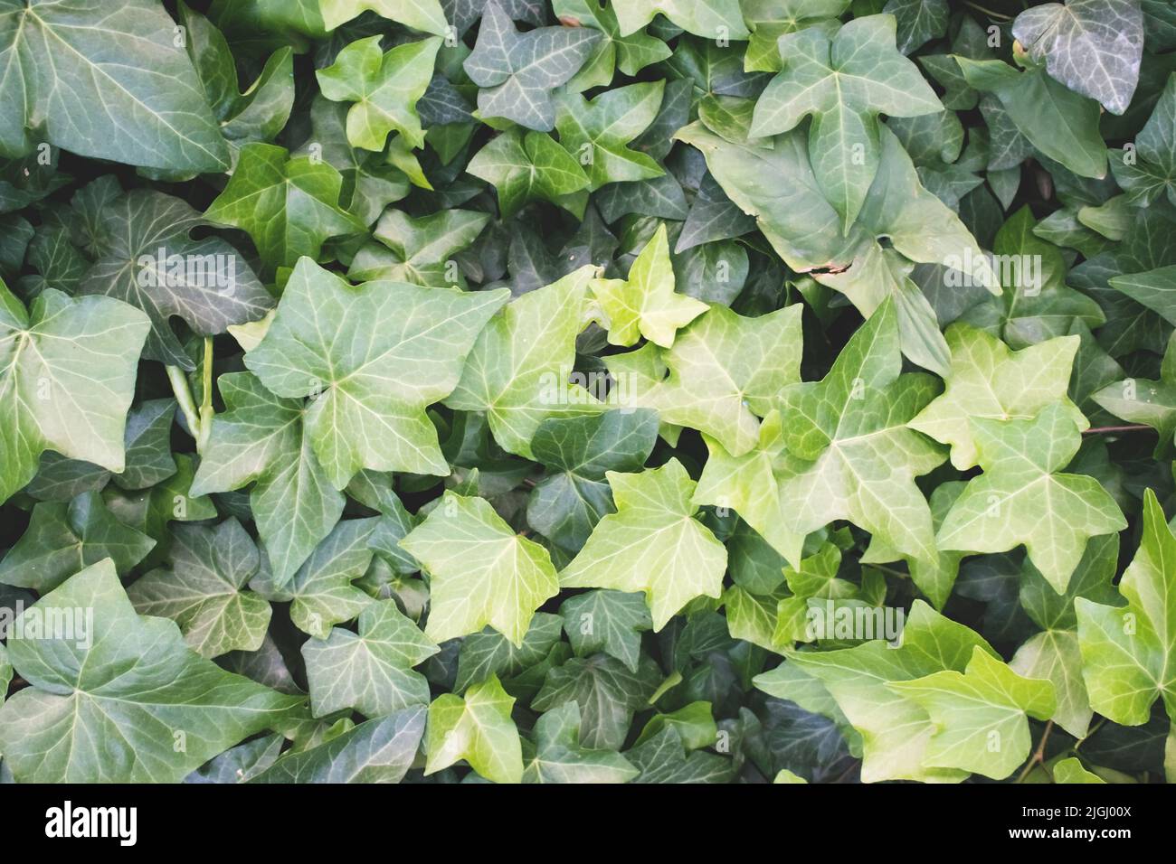Hedera ivy green leaves texture. Summer conceptual background ...