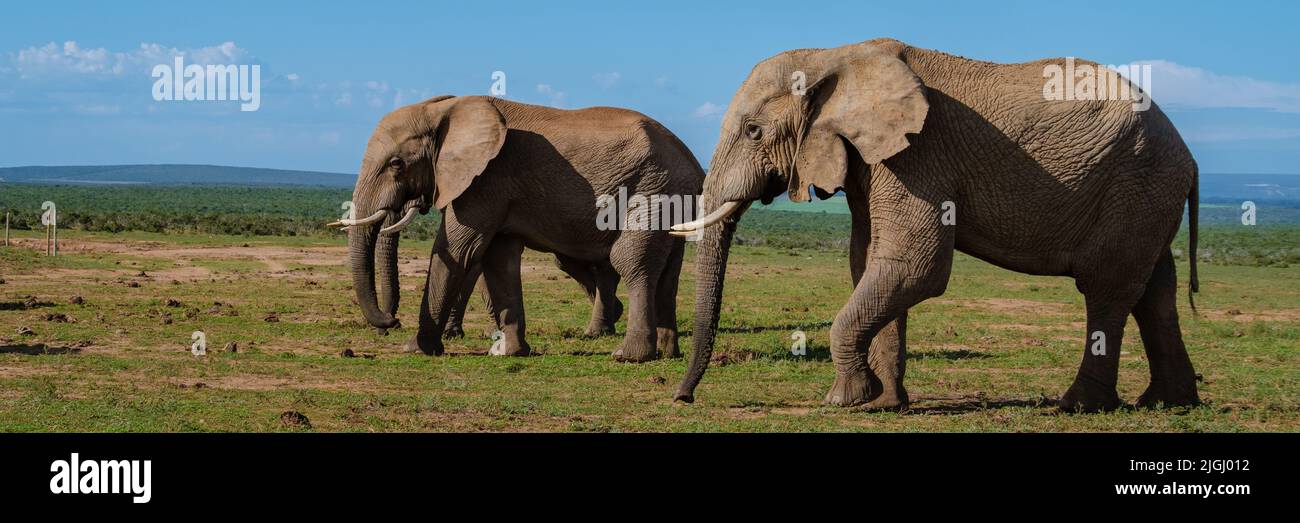 Elephants bathing, Addo Elephant Park South Africa, Family of Elephants ...