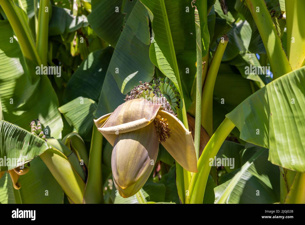 First bananas hi-res stock photography and images - Alamy